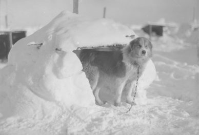 A Dog's Life – Another World Adventures